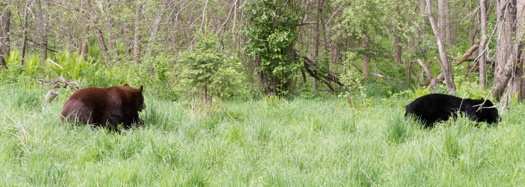 Spring Black Bear Cubs | Steve and Marian Uffman Nature and Travel Photography