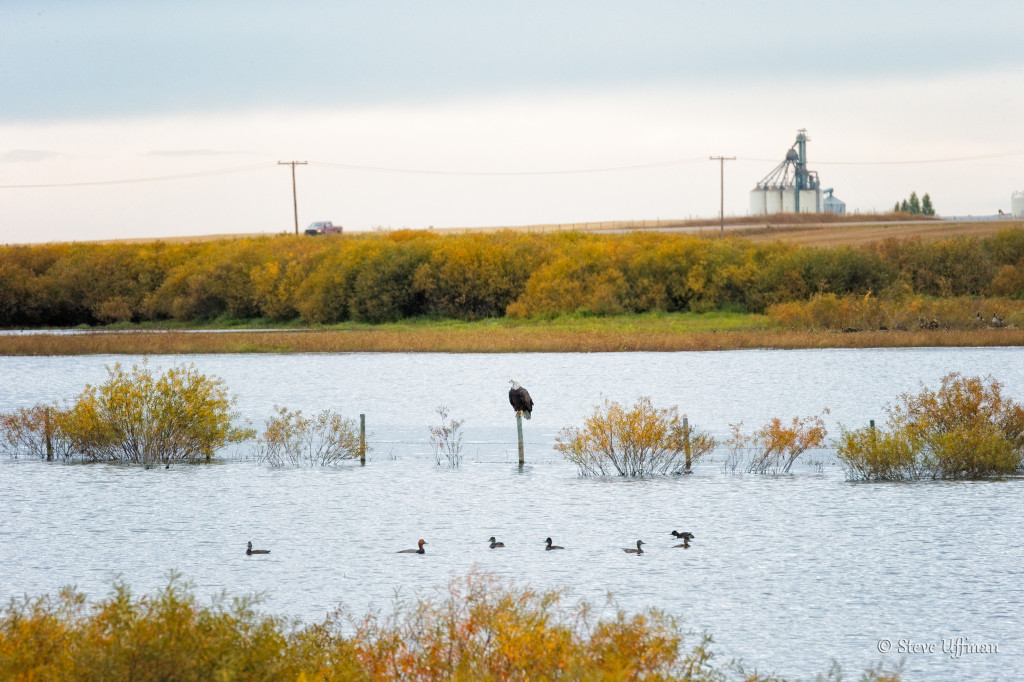 Late Fall Flight | Steve and Marian Uffman Nature and Travel Photography