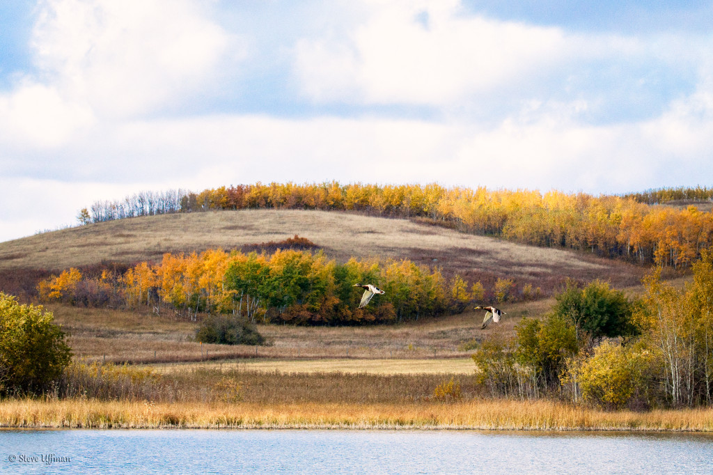 Late Fall Flight | Steve and Marian Uffman Nature and Travel Photography